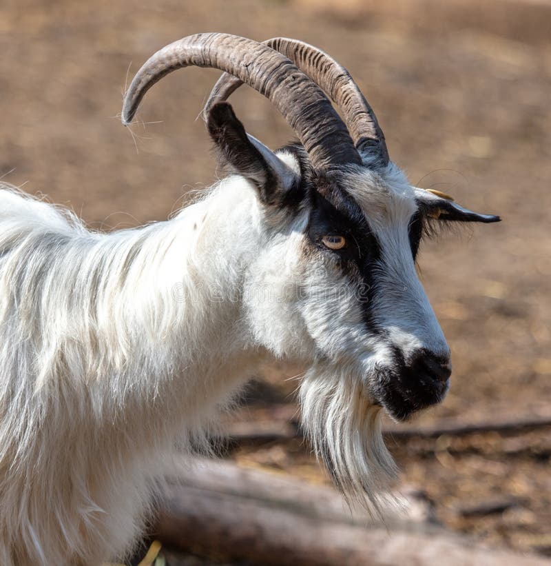 Portrait of goat. stock photo. Image of hair, horn, animal - 130841744