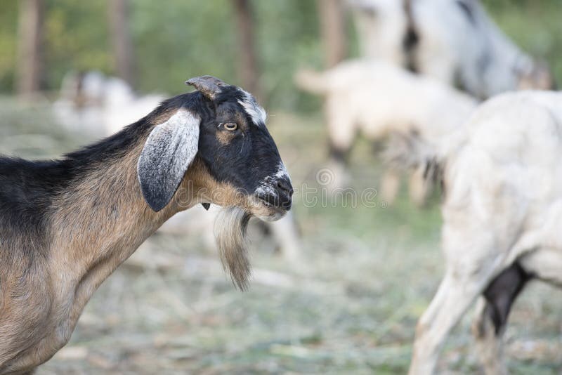 Portrait Goats in the Farm and Chewing Grass Stock Photo - Image of ...