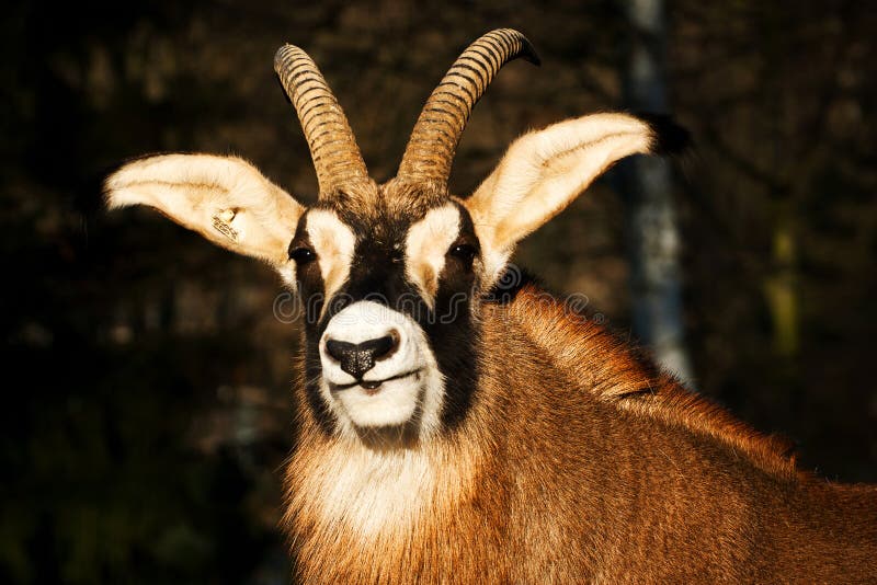 Goat stock image. Image of green, bird, goat, cute, season - 30079493