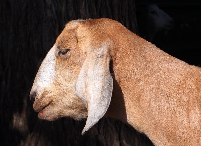 Portrait of a Goat stock photo. Image of cheese, farm - 44411066