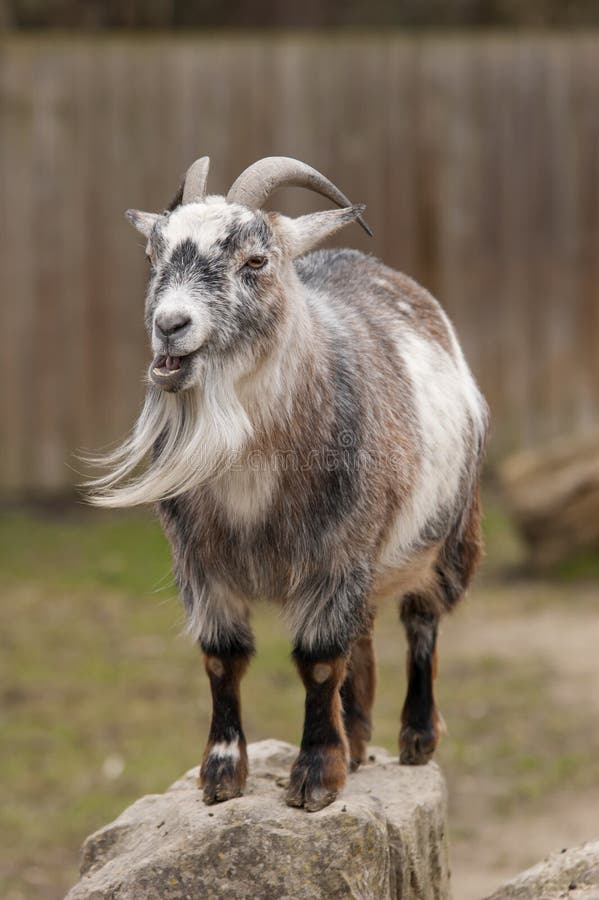 Portrait of a goat stock photo. Image of animal, portrait - 30261188