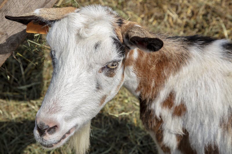 Portrait of a Goat that Looks Straight into the Lens Stock Photo ...