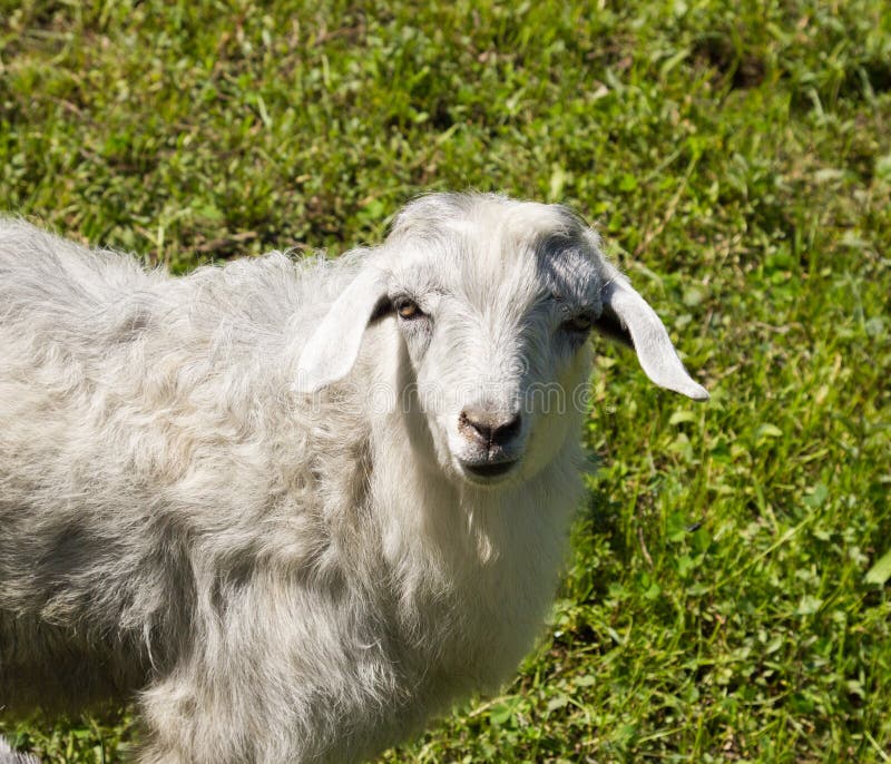 Goat on the nature stock image. Image of mammal, agriculture - 30276669