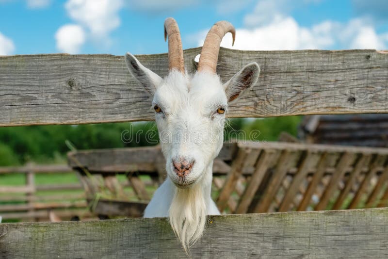 Portrait of a goat stock photo. Image of horizontal - 104399374