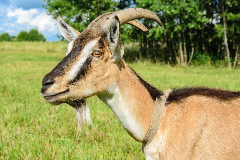 Portrait Of A Goat In Profile Stock Image - Image of nature, grass ...