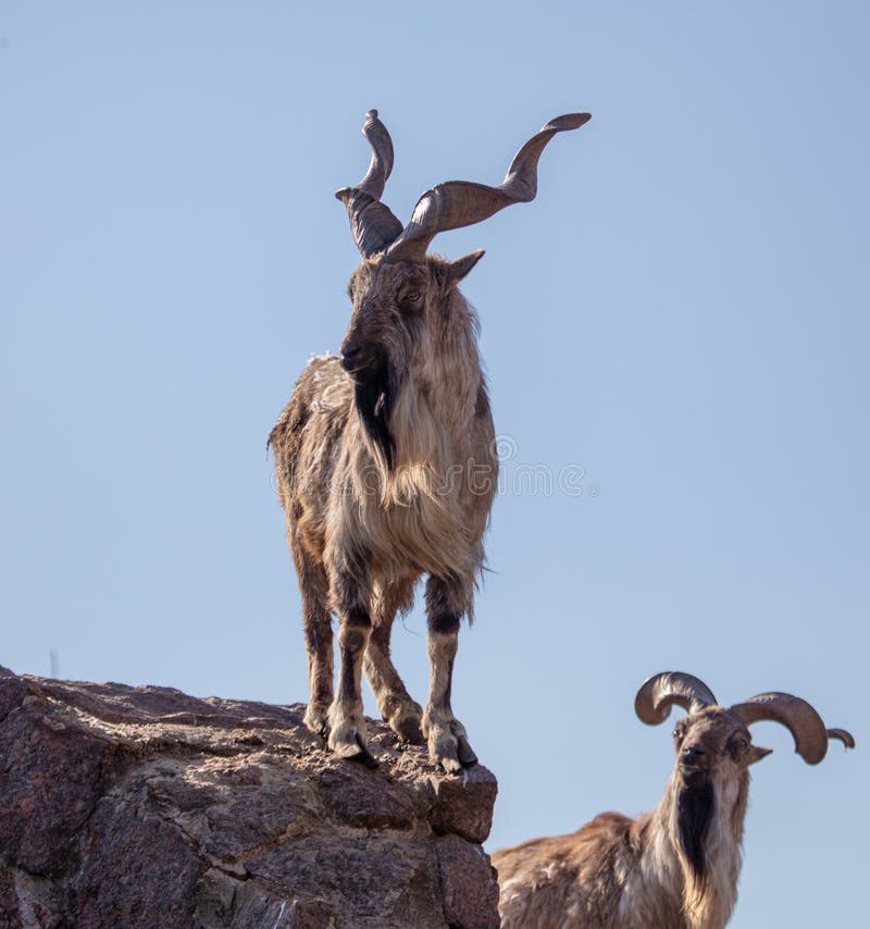 Portrait of a Goat on Top of a Mountain. Stock Photo - Image of ...