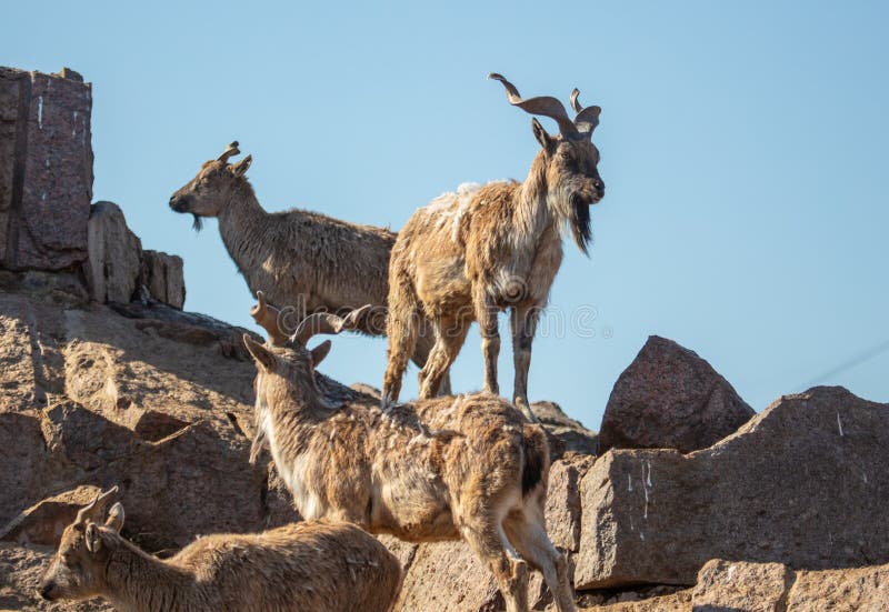 Portrait of a Goat on Top of a Mountain. Stock Image - Image of ibex ...