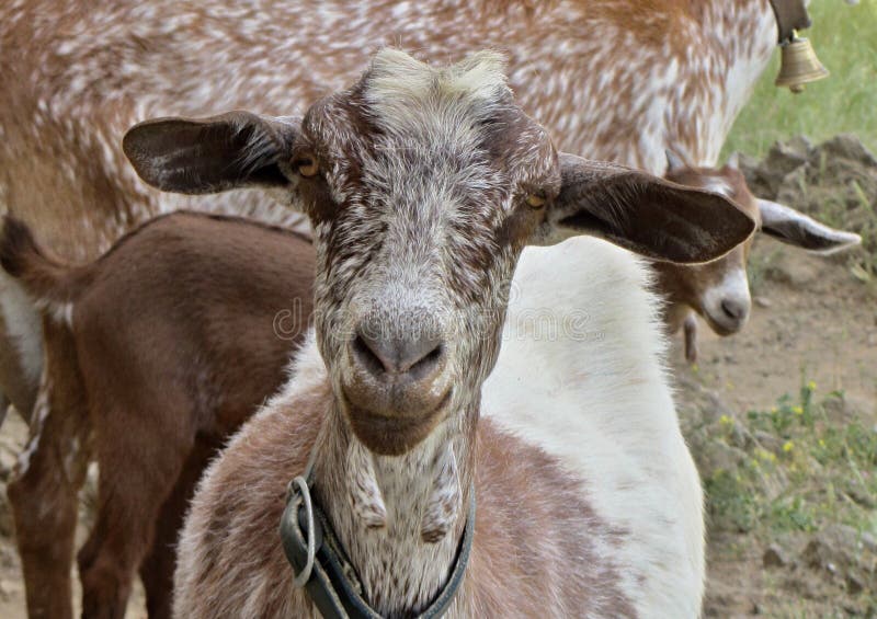 Portrait of a goat stock photo. Image of portrait, face - 207718828