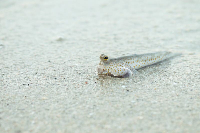 Gold Spotted Sylph on a Ribbon Bush Leaf Stock Image - Image of insect ...