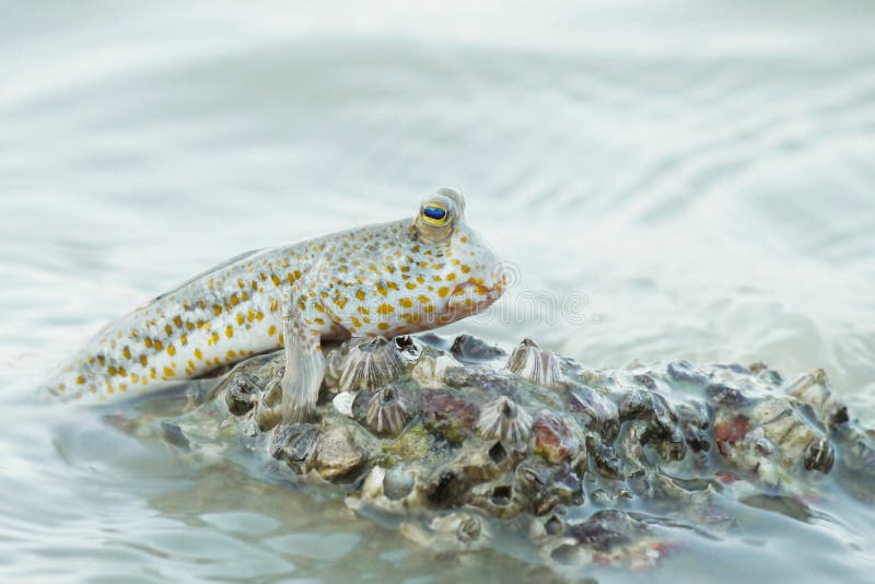 Portrait of a Gold Spotted Mud Skipper Stock Image - Image of gobiidae ...