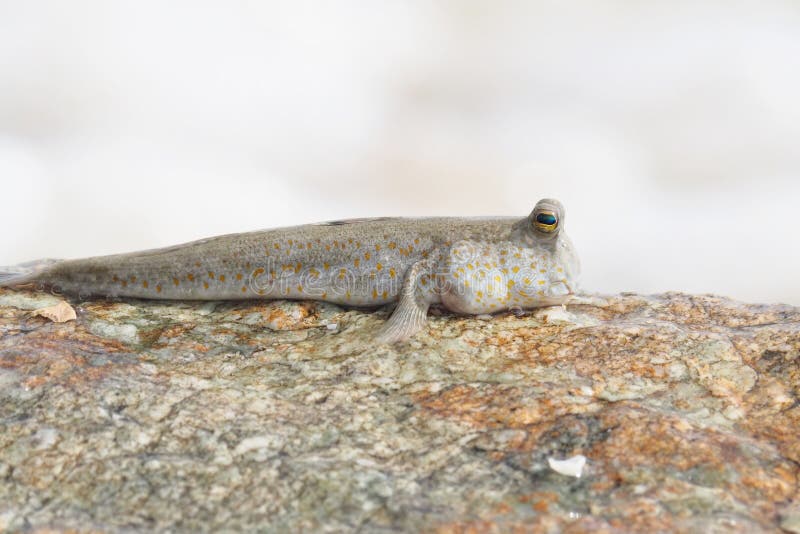 Gold Spotted Sylph on a Ribbon Bush Leaf Stock Image - Image of insect ...