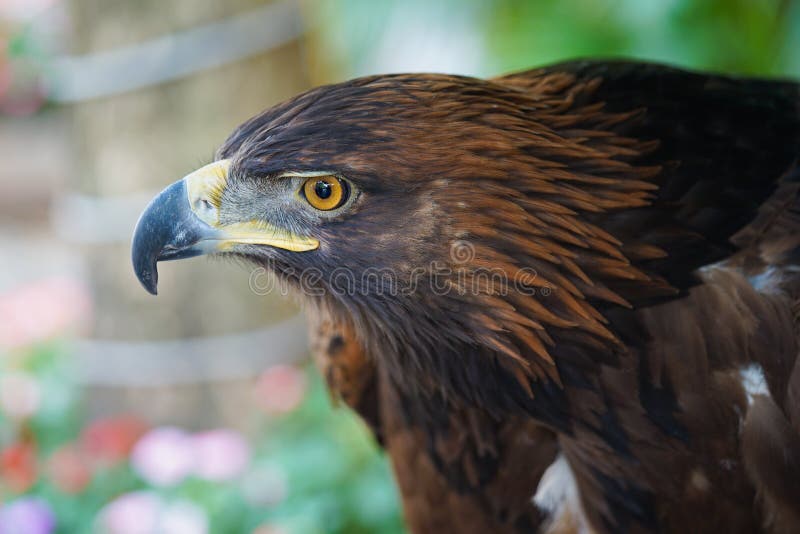 Portrait of Golden Eagle Close Up. Eagle Head Stock Image - Image of ...