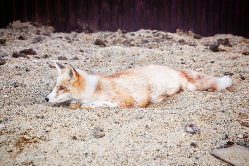 Portrait of golden fox stock photo. Image of living - 120284194