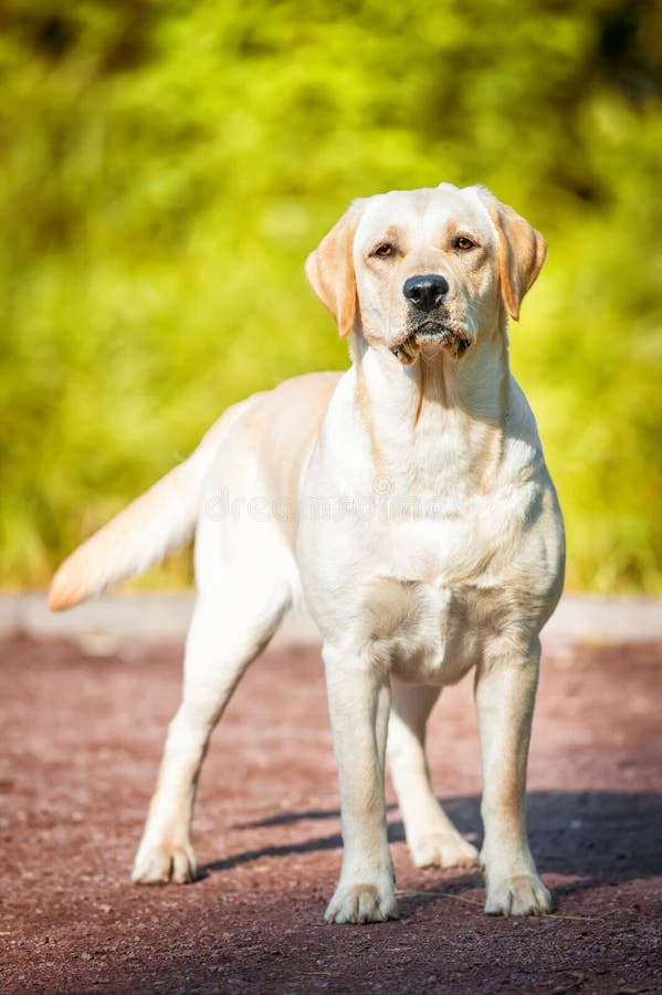 Portrait of the Golden Labrador Stock Image - Image of summer, colored ...