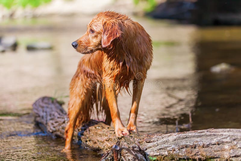 Portrait of a Golden Retriever in a River Stock Photo - Image of river ...