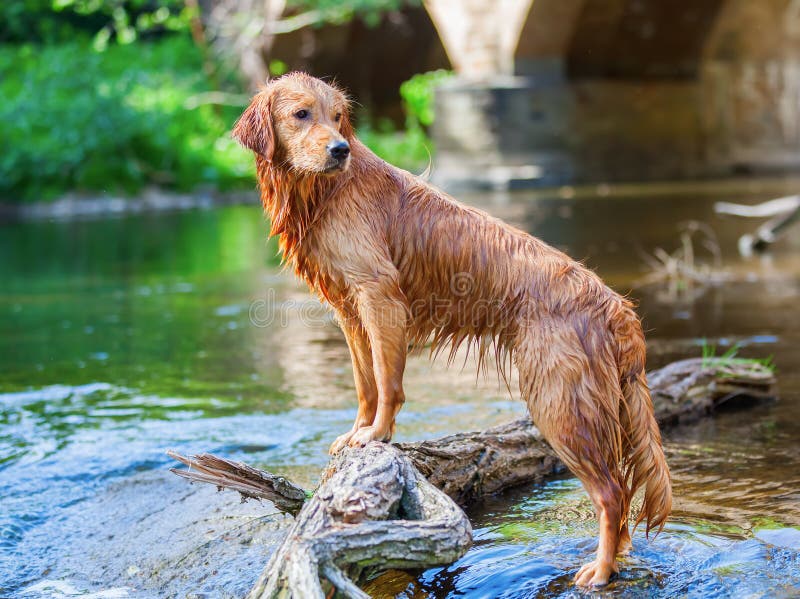 Portrait of a Golden Retriever in a River Stock Image - Image of golden ...