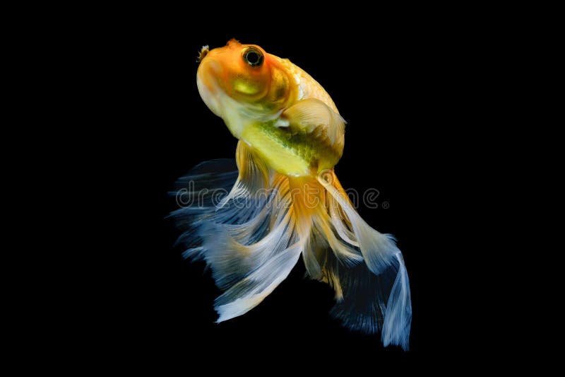 Portrait of the Goldfish on Black Background Stock Image - Image of ...