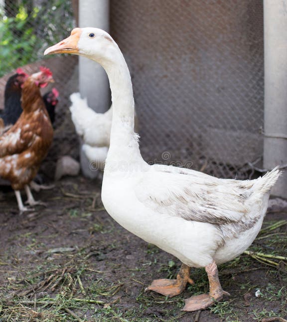 Portrait of a Goose on a Farm Stock Photo - Image of agriculture, fowl ...