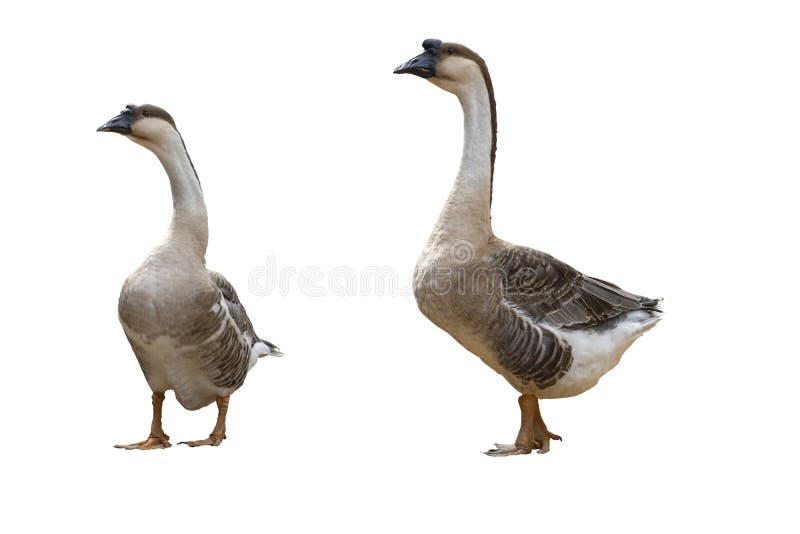 Portrait of a Goose, Closeup, Side View Stock Image - Image of farm ...