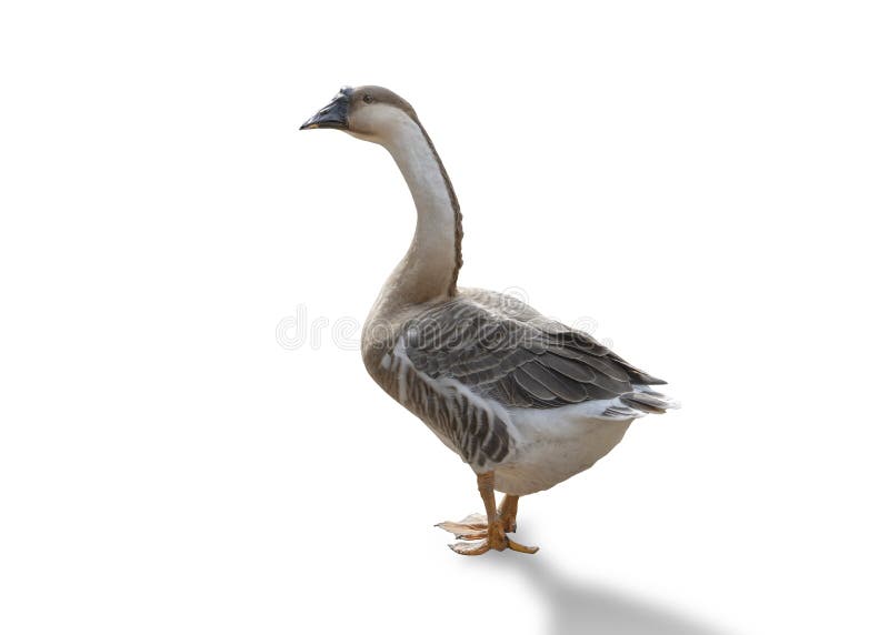 Portrait of a Goose, Closeup, Side View Stock Image - Image of farm ...