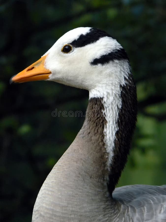 2,526 Goose Profile Stock Photos - Free & Royalty-Free Stock Photos ...