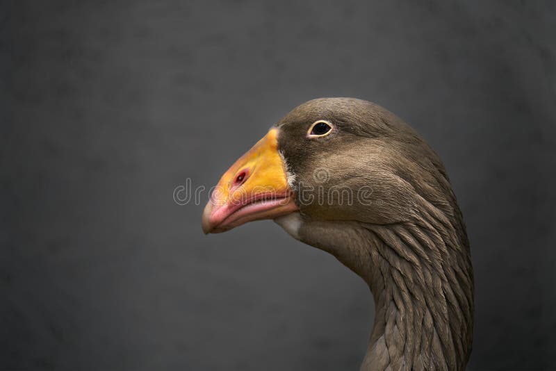 Portrait of a Goose, Side View, Isolated on Dark Background Stock Image ...