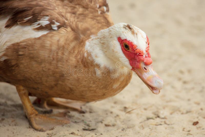 Portrait of a Goose at the Zoo Stock Photo - Image of exclusive, goat ...