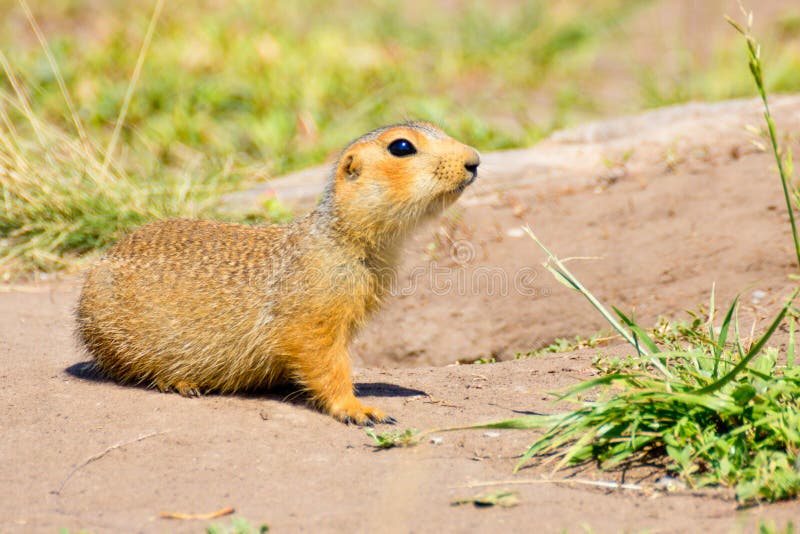 Family gophers stock image. Image of ground, soil, meadow - 23427397