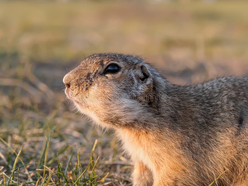 Portrait of a Gopher on the Grassy Lawn. Close-up Stock Photo - Image ...