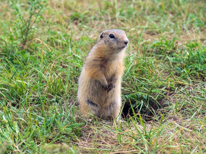Portrait of the Gopher Protruding from Its Hole. Close-up Stock Photo ...