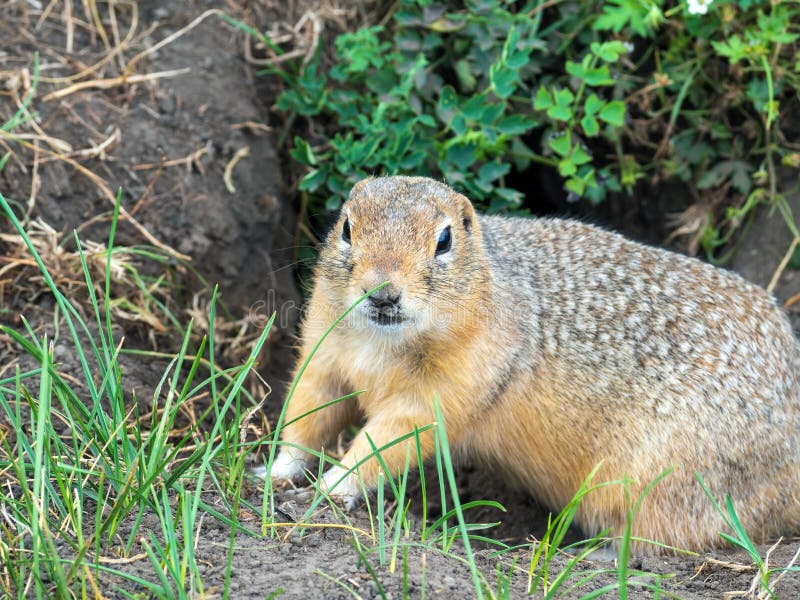 Portrait of the Gopher Protruding from Its Hole. Close-up Stock Photo ...