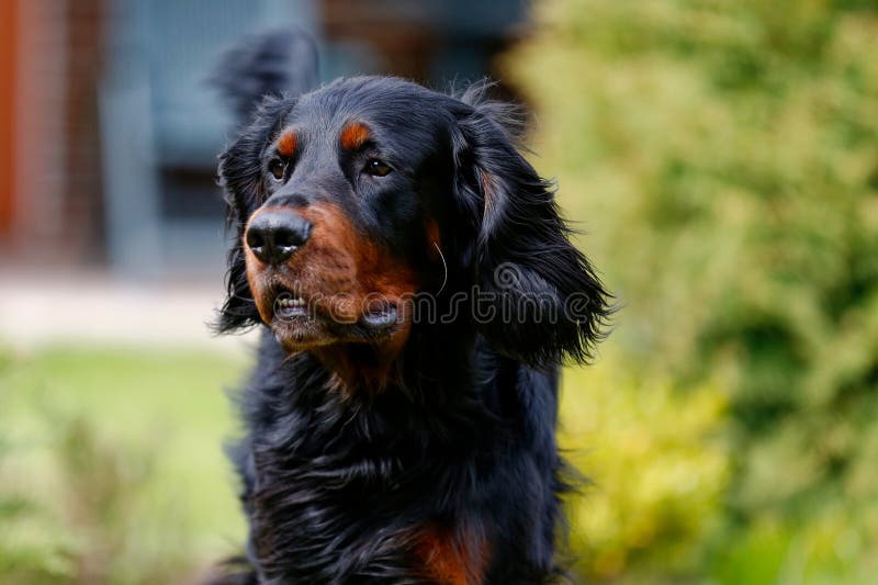 Portrait of Gordon Setter Dog Stock Image - Image of outside, mamma ...