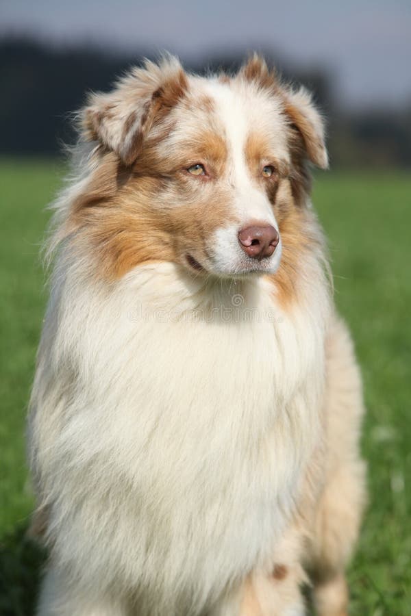 Gorgeous Australian Shepherd in Nature Stock Photo - Image of domestic ...