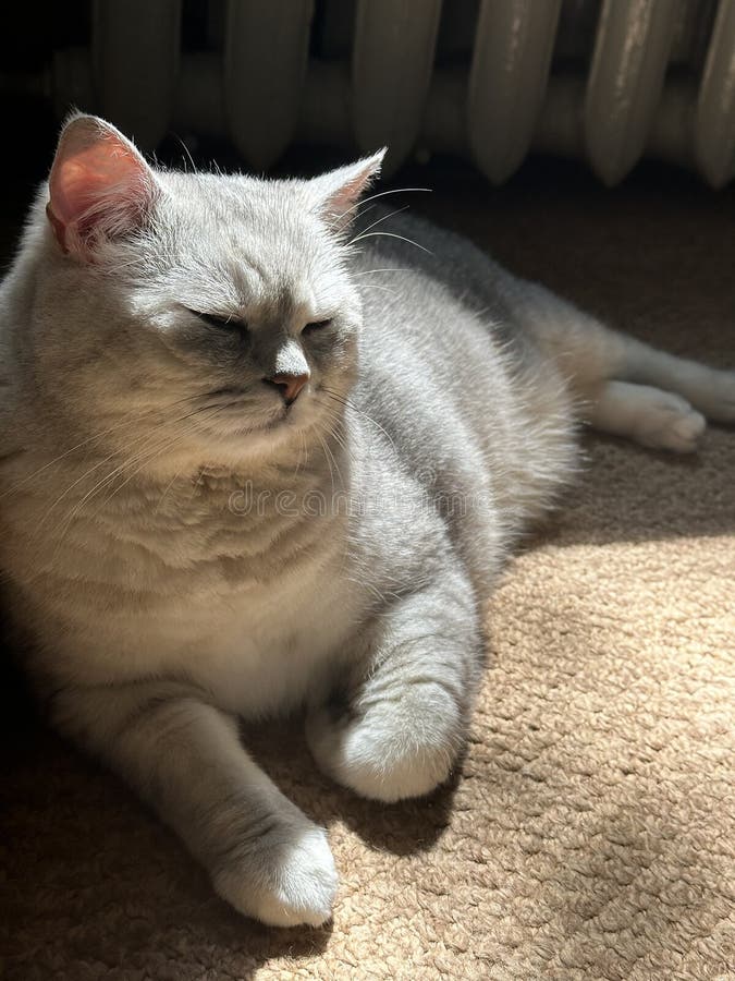 Gorgeous British Grey White Cat Stock Photos - Free & Royalty-Free ...