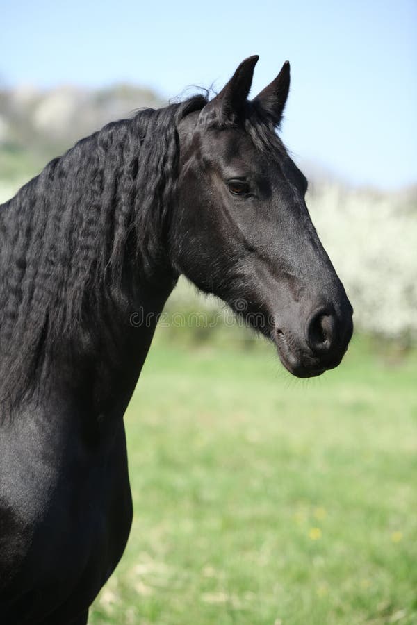 Portrait of Gorgeous Friesian Mare in Spring Stock Image - Image of ...