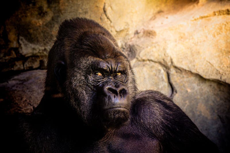 Angry Gorilla Eyes