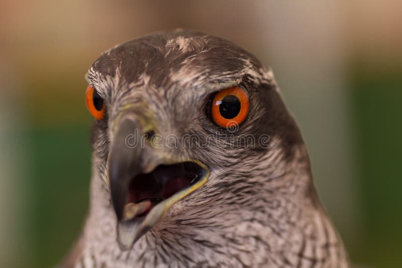 Portrait of a goshawk stock photo. Image of black, nature - 187084184