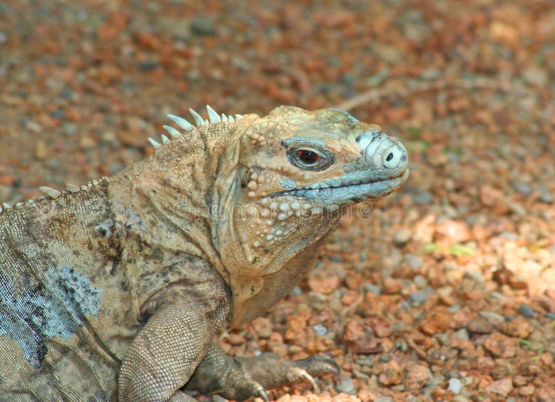 Portrait of Grand Cayman Blue Iguana Stock Photo - Image of lizard ...