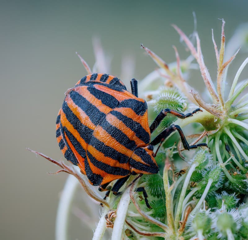 The Portrait of Graphosoma Lineatum Stock Photo - Image of leptinotarsa ...