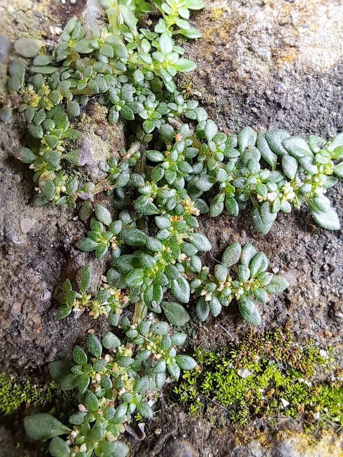 Portrait of Grass and Moss Plants Growing on Rock Surfaces in Indonesia ...