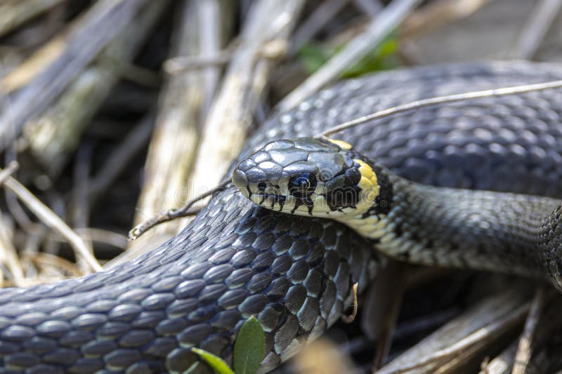 Portrait of a snake stock photo. Image of skin, danger - 321647326
