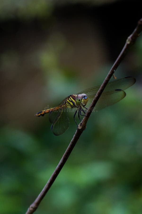 Portrait of a Grasshopper Insect Perched on a Tree Branch Stock Image ...