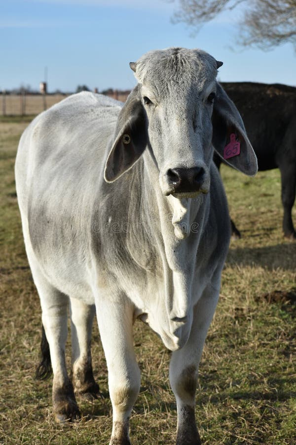 Gray Brahma Cow Close Up Portrait Stock Image - Image of bovine, cattle ...