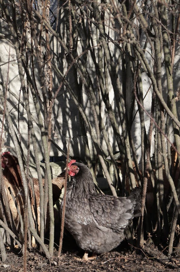 Portrait of gray chicken stock image. Image of portrait - 270191773