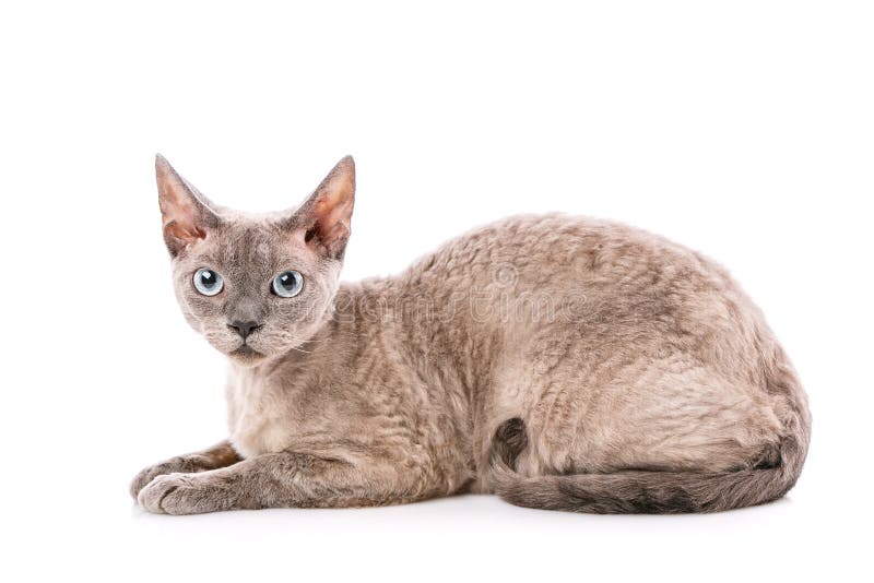 Gray Devon Rex Cat with Big Ears on White Background Stock Image ...