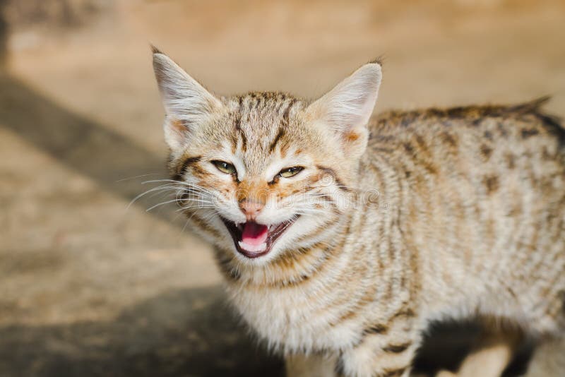 196 Himalayan Longhair Stock Photos - Free & Royalty-Free Stock Photos ...