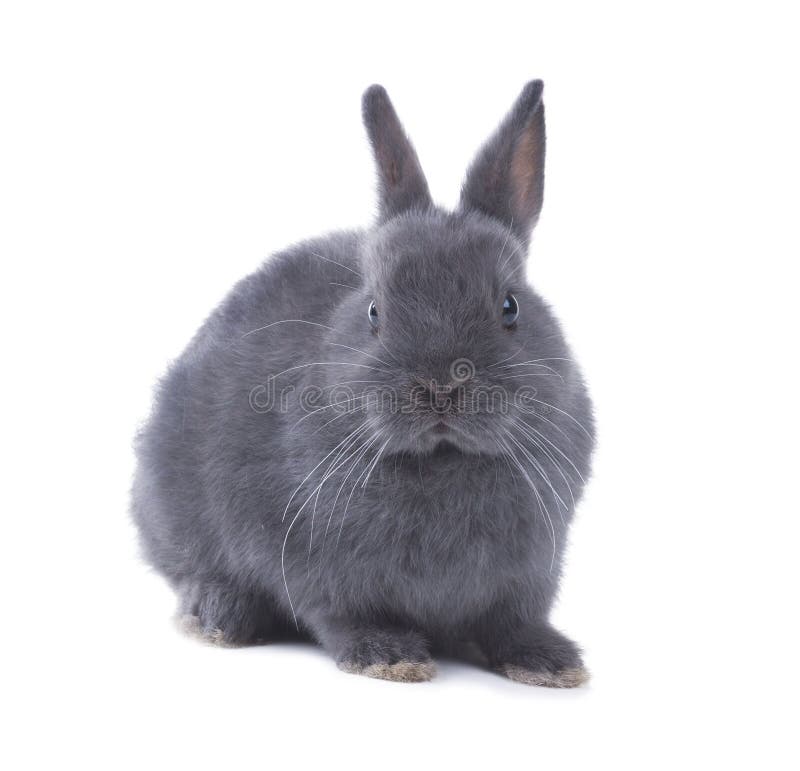 Portrait of a Gray Fluffy Dwarf Rabbit. Isolated on White Background ...