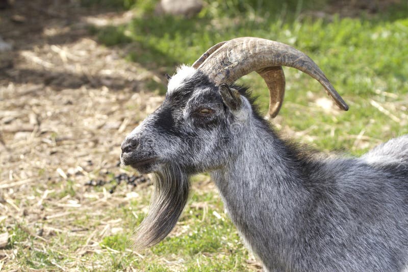 Gray Goat on a Leash. Looks Right into the Camera Stock Photo - Image ...