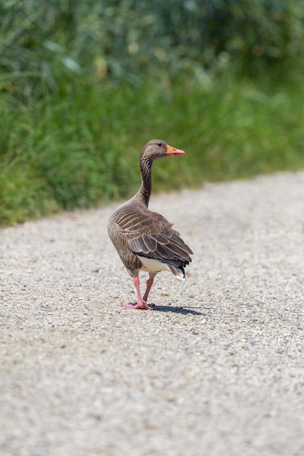 Portrait of Gray Goose Anser Anser Looking Back on Footpath Stock Image ...