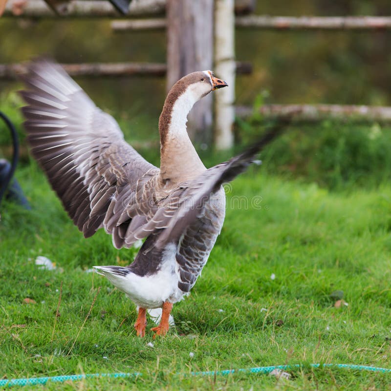 Portrait of a gray goose stock image. Image of white - 78093767
